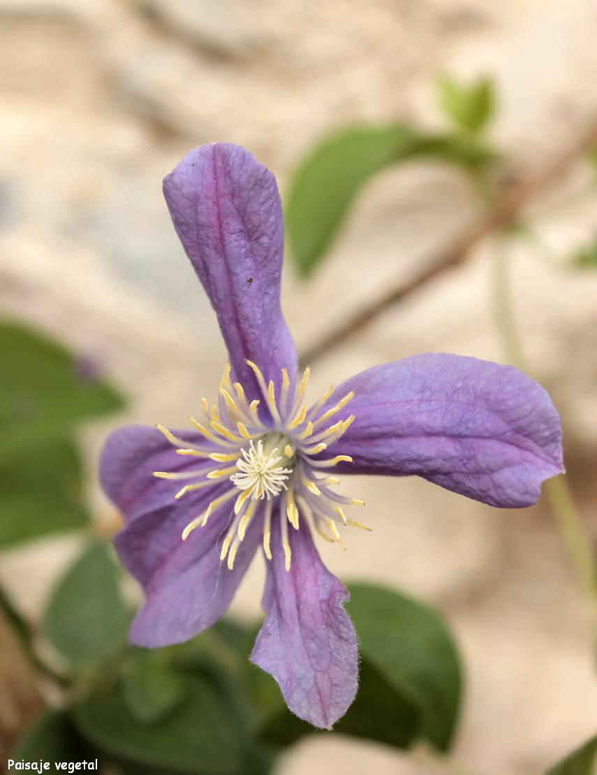 Paisaje vegetal: Floreciendo en julio 2.013