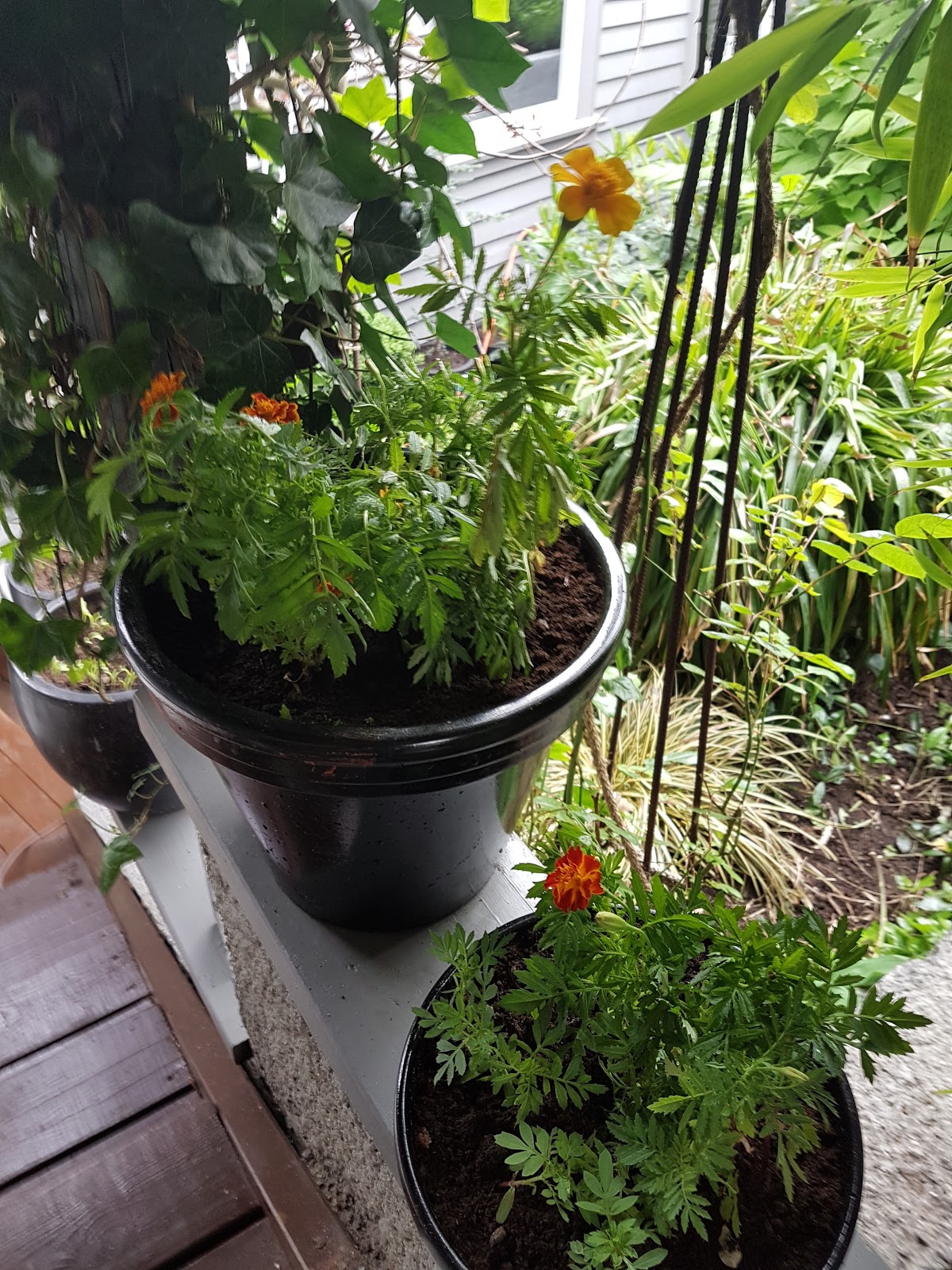 Fruens Flora: God pinse.