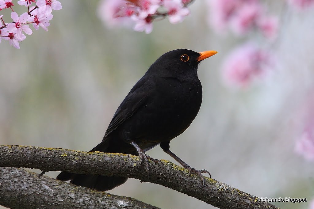 cadalso vive: los pájaros y la primavera...