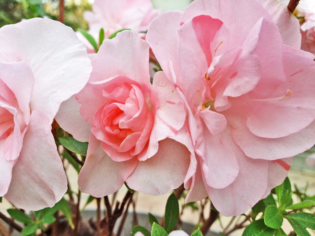 MARIETTE'S BACK TO BASICS: {ROZALEA® Gift keeps on Giving}