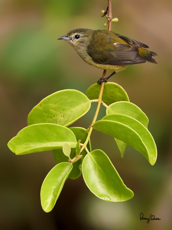 Romy Ocon's Wild Birds of the Philippines: The microscopic Pygmy ...