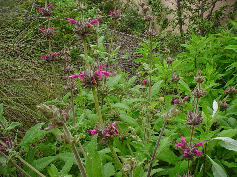 Mother Nature's Backyard - A Water-wise Garden: Plant of the Month ...