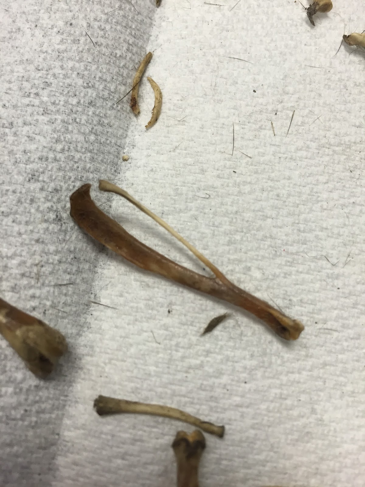 Neeka Nikfar Anatomy Blog: Owl Pellet Lab