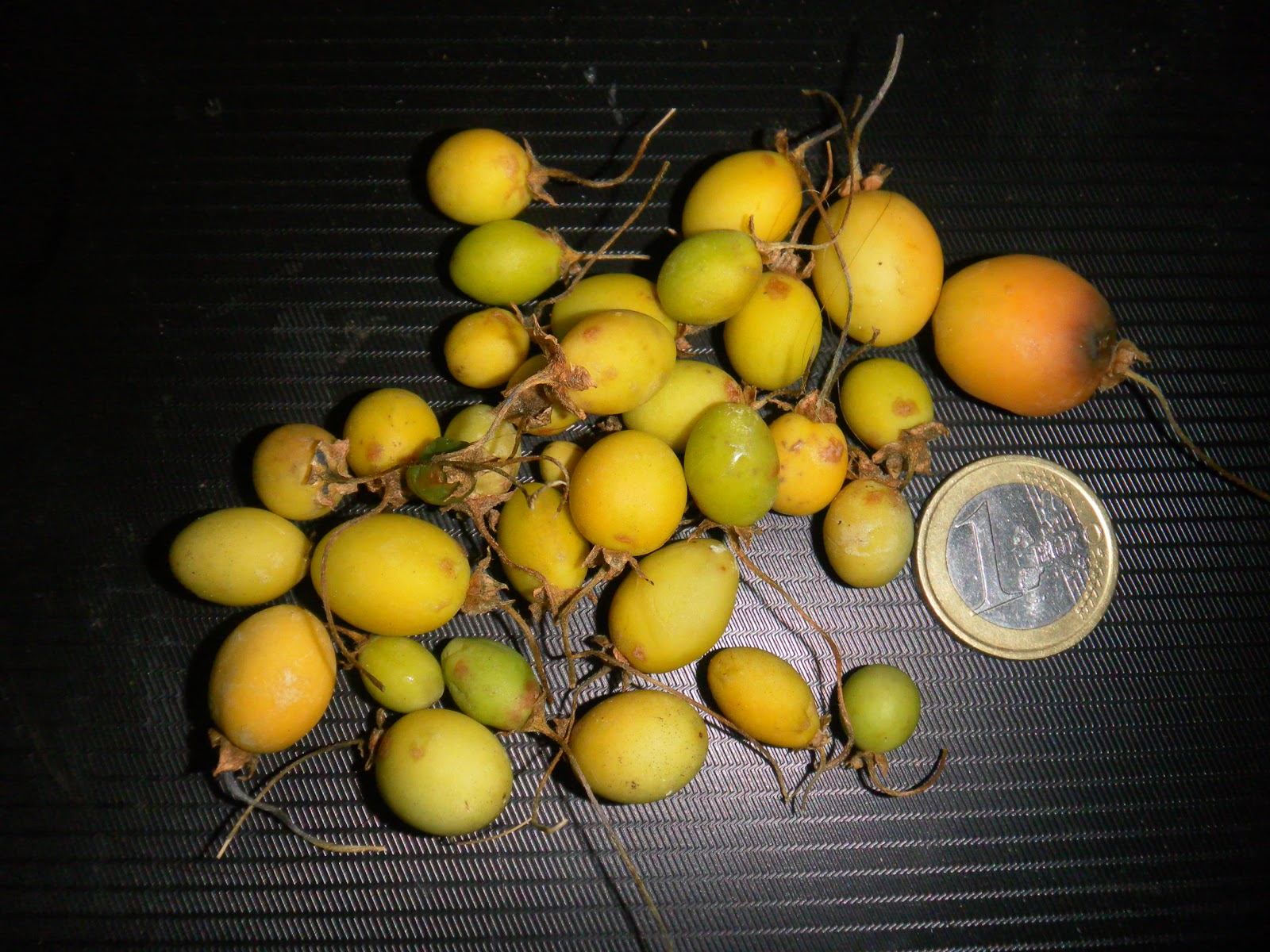 Scirpidiella's Plants: August 2017