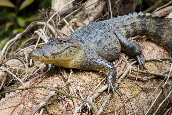 Caiman | Animal Wildlife