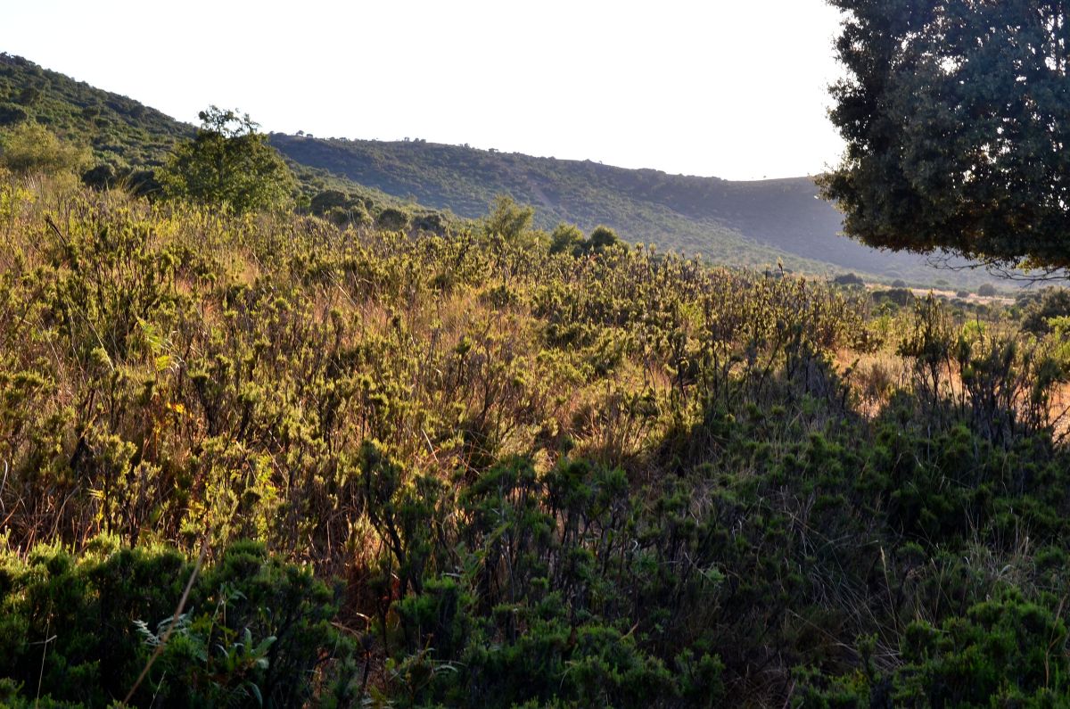 ALMANAQUE NATURAL: Las Póvedas y los alamillos