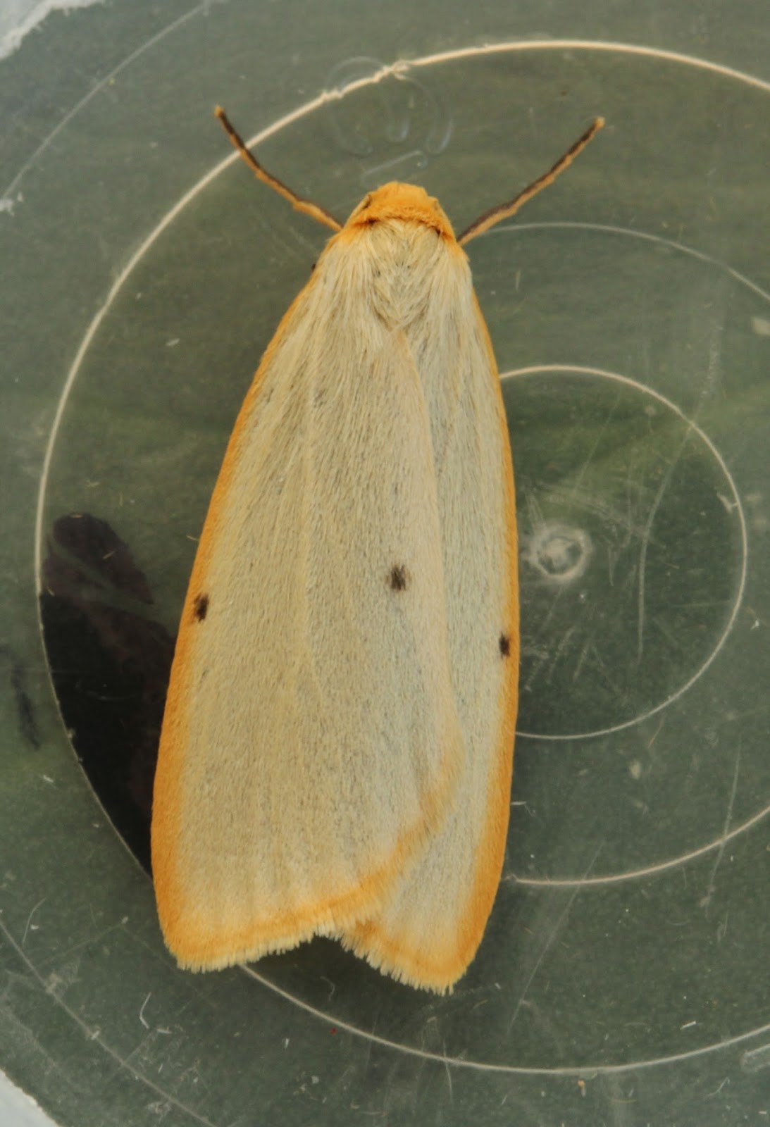 Ceredigion Moths: Small seraphim & Four-dotted footman