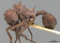 O Império Myrmex: Acromyrmex (pt)