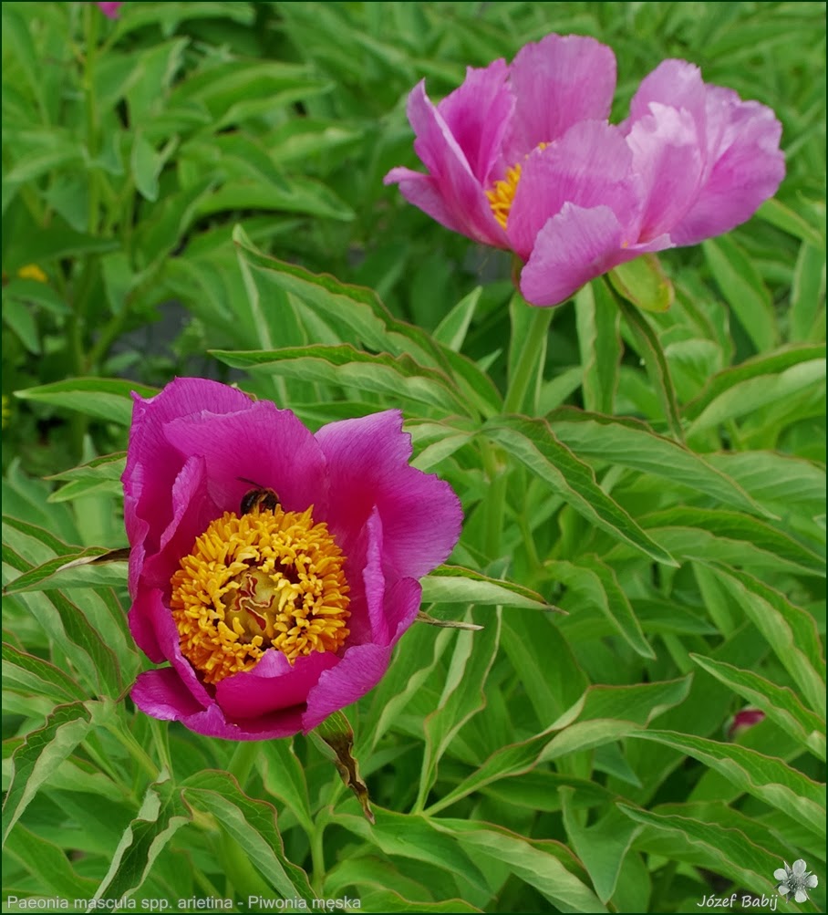 Plant Gallery - Encyklopedia Roślin: Paeonia mascula ssp. arietina ...
