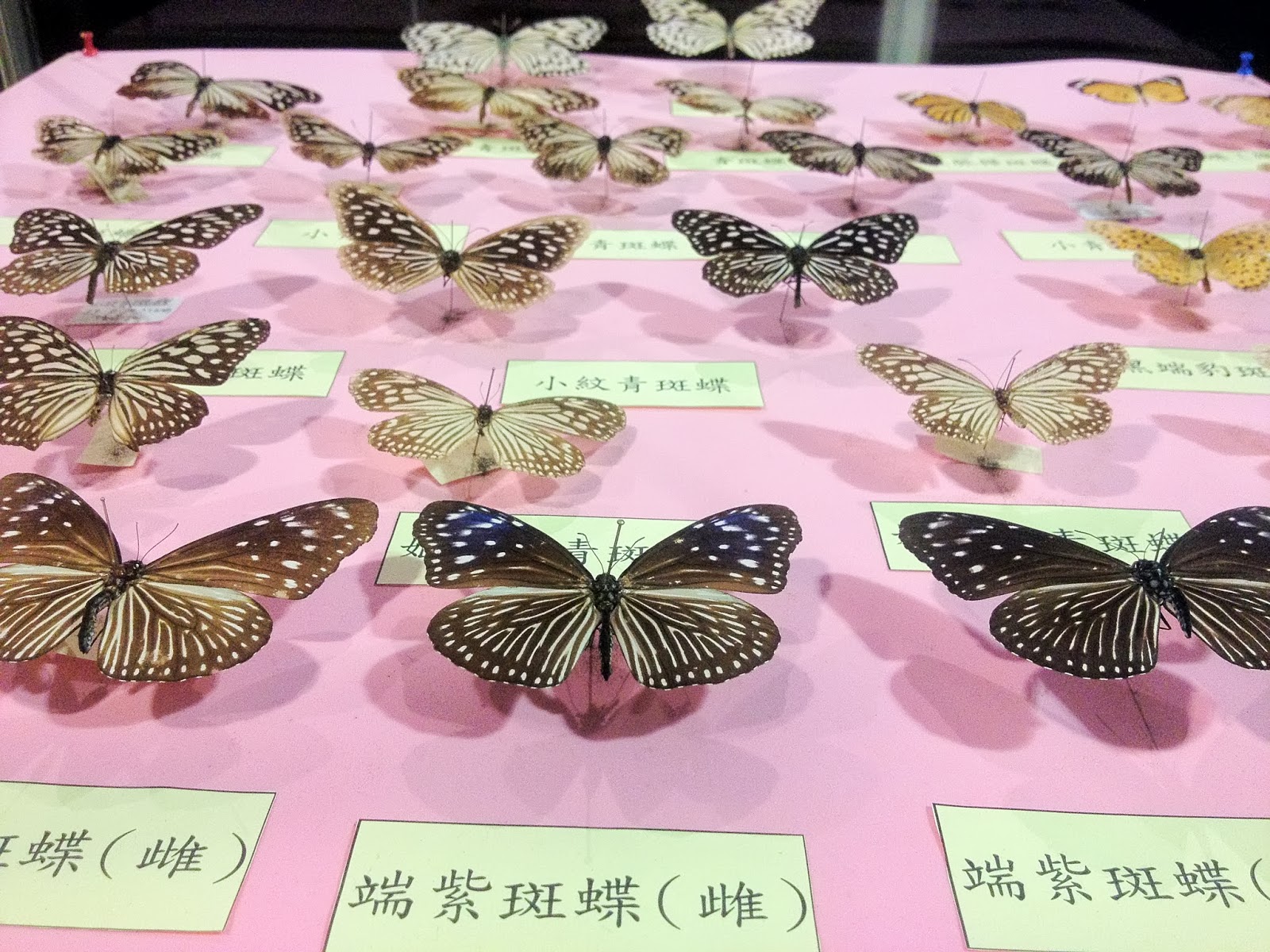 Chaos and Kanji: Awesome Science! Taipei's National Taiwan Science ...