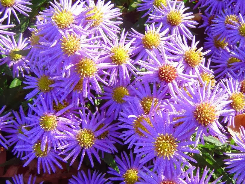 El cuidado de las plantas y el jardin- Sandra Gómez-: Aster, bonitas ...