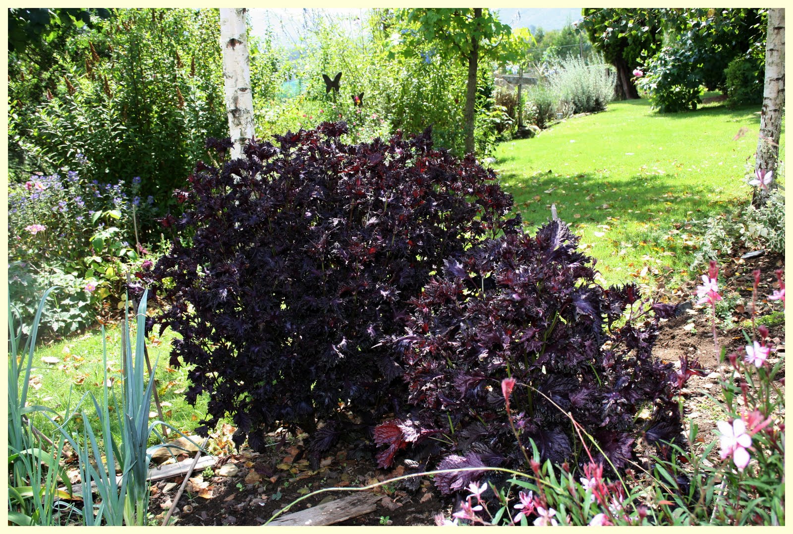 .: Perilla frutescens atropurpurea.