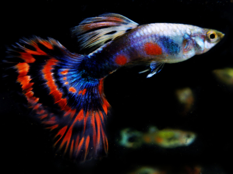 Guppies Fish Photos Gallery