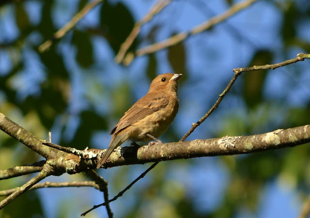 Woods Walks and Wildlife: Summer Warblers and More at the Roy H. Park ...
