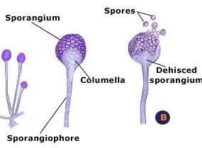 Spora | Kamus Biologi