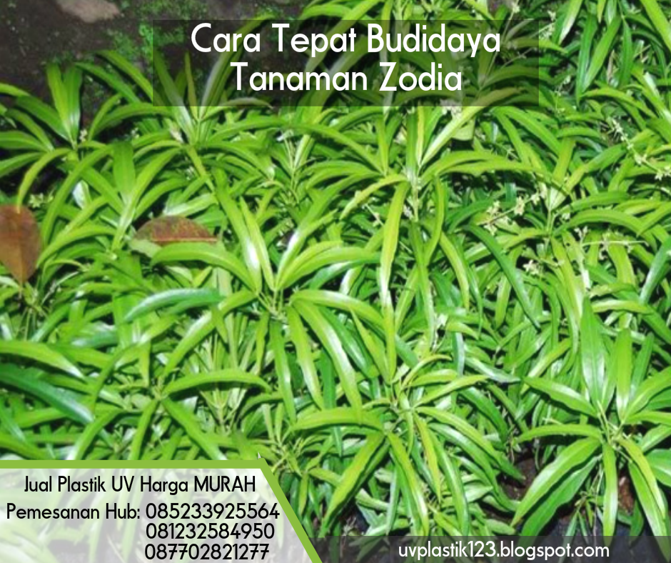 Cara Tepat Budidaya Tanaman Zodia - Hama & Penyakit Pada Tanaman