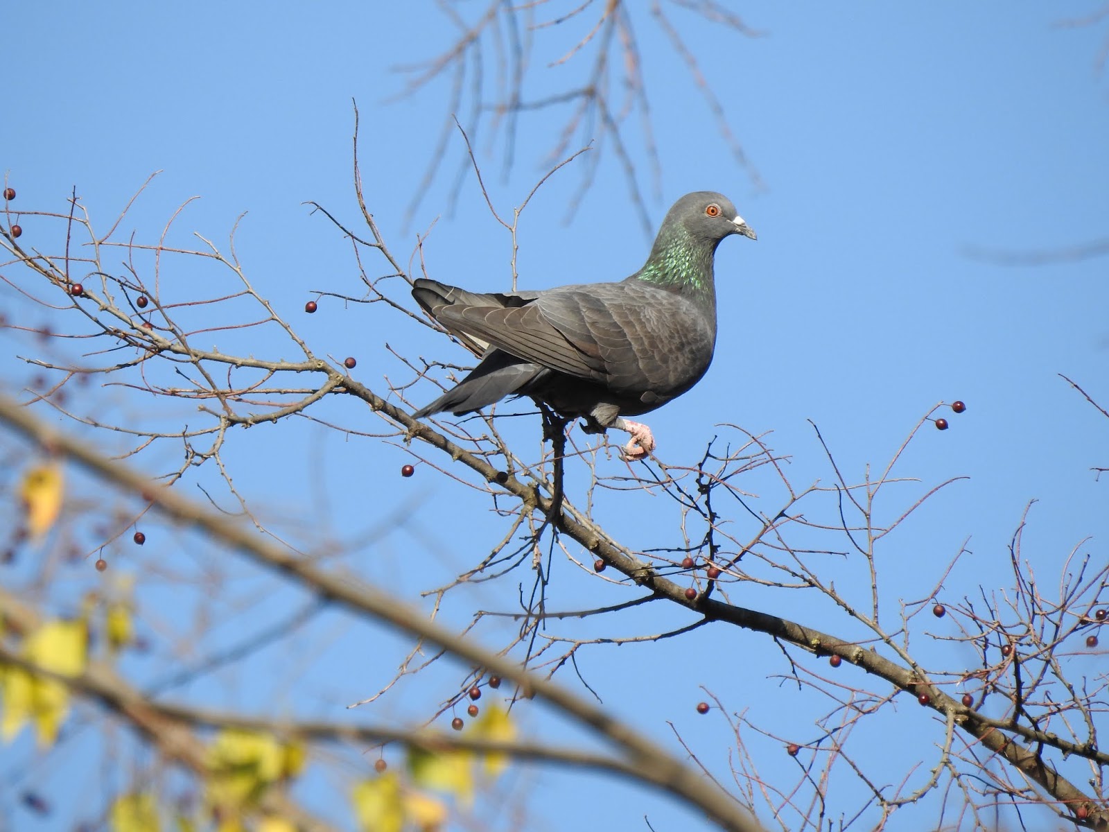 PASARI DIN ROMANIA: PORUMBEL DE STANCA si PORUMBEL DE CASA SALBATICIT ...