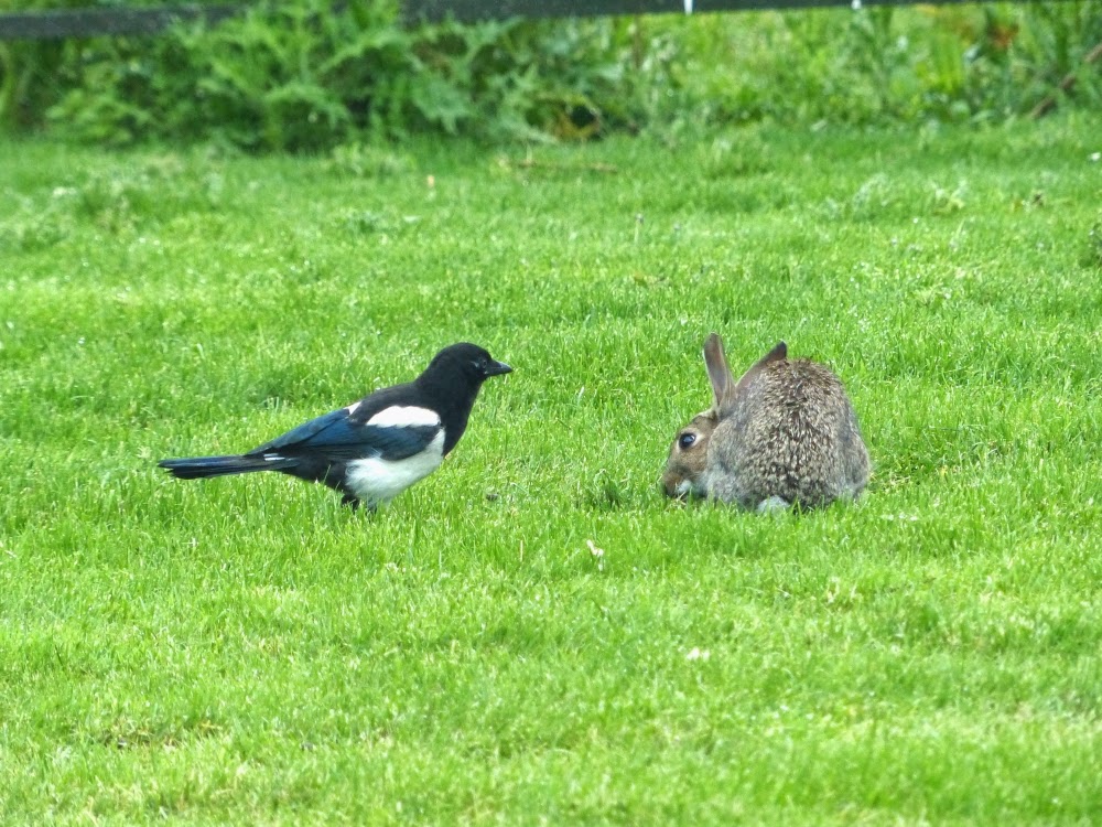 Kensington Gardens and Hyde Park birds