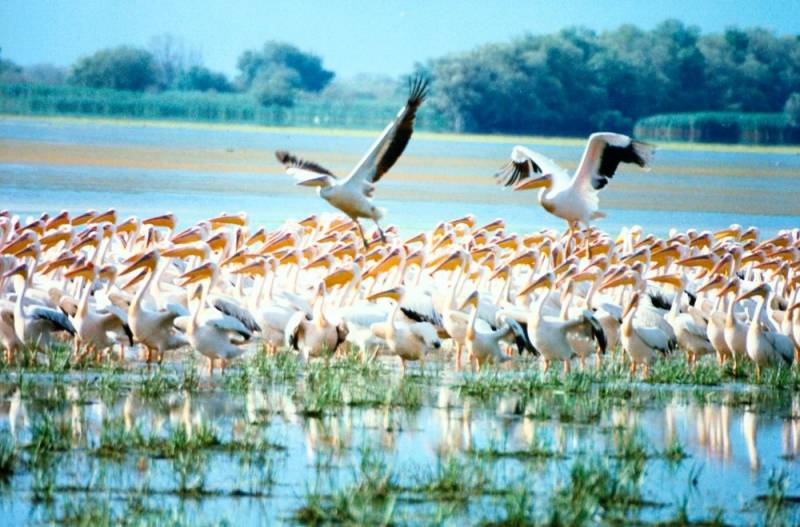 Jurnal de Calatorie - Calatoresti ca sa te cunosti....: Delta Dunarii