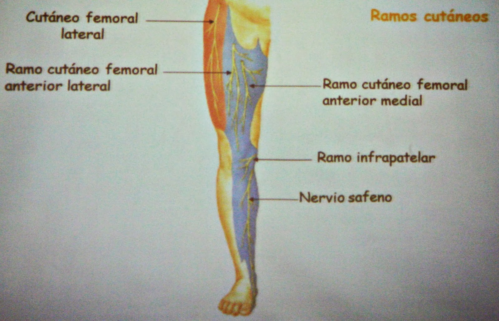Plexo lumbar: características e inervaciones.