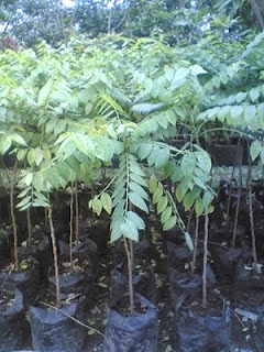 DAUN CEREMAI: CEREMAI