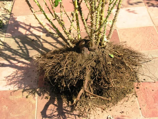 El jardín de la alegría : La importancia de las raíces en las rosas.