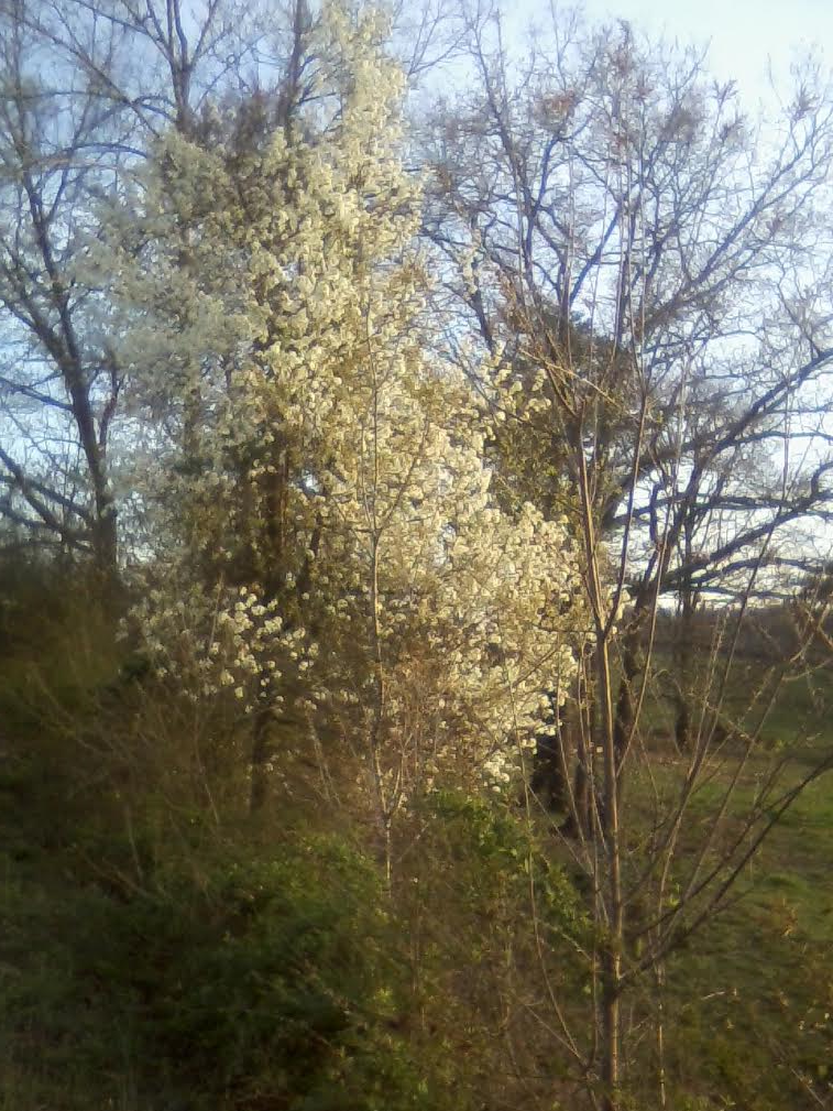 Catch of the Day: Sarvis Trees