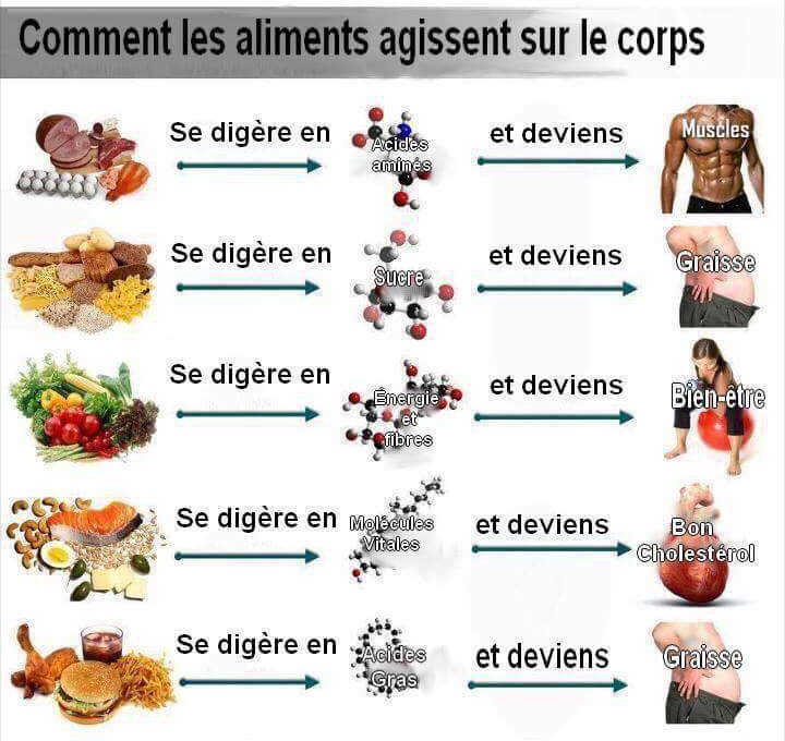Comment sont transformer les aliments que nous mangeons dans notre corps
