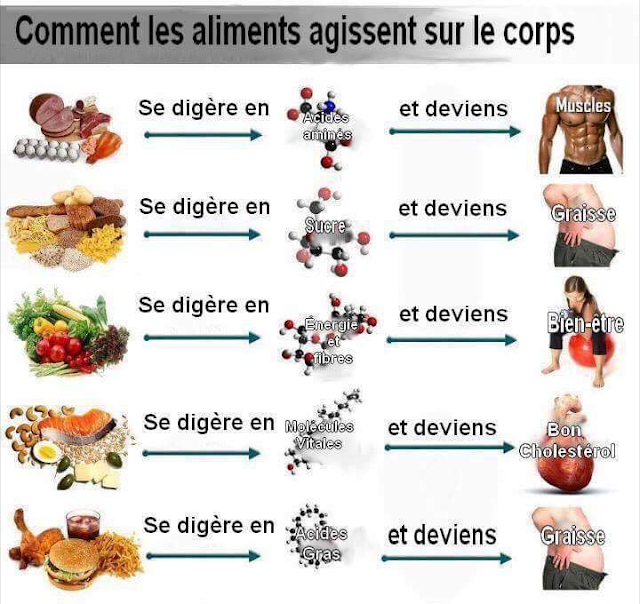 Comment sont transformer les aliments que nous mangeons dans notre corps