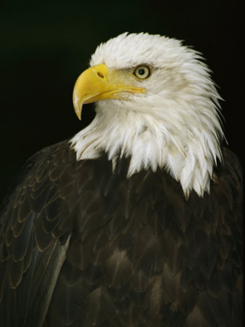 Marubricabrac: Aigle