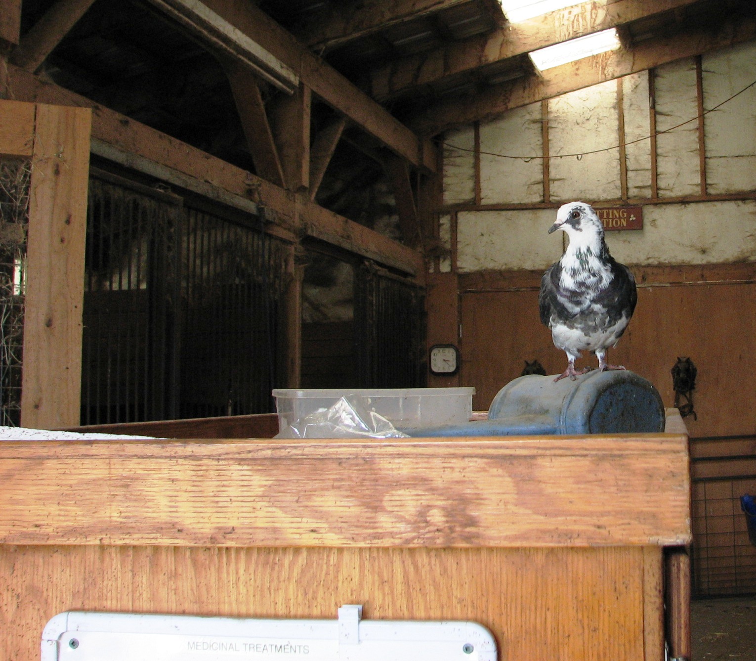 Horses, Writings and Whims: LIFE WITH BRUISER