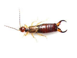BugBlog: Earwigs and the conundrum of cryptic species complexes