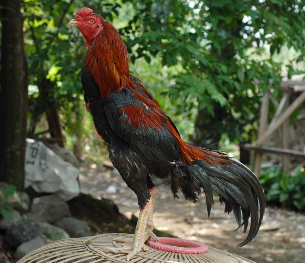 Berikut Ayam Bangkok Super Yang Berkualitas | Info Beternak Hewan