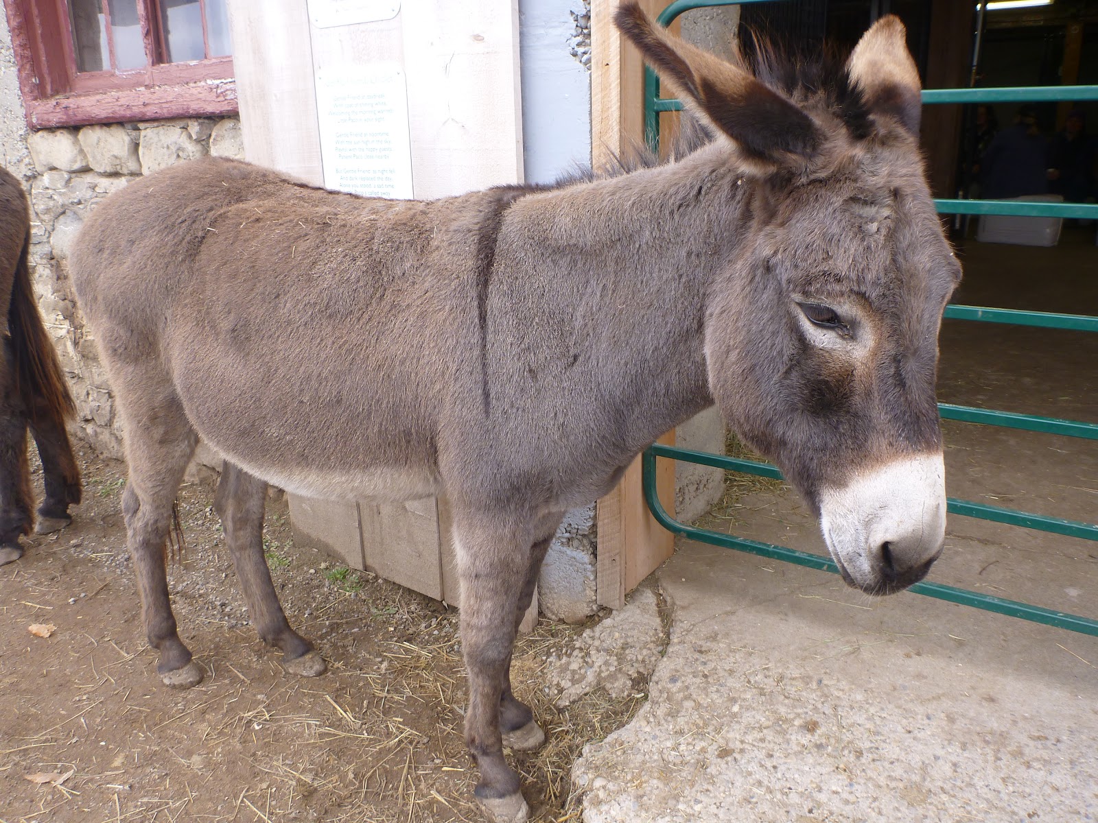 Where the Veggies Are: Fall Volunteer Day at the Donkey Sanctuary of Canada