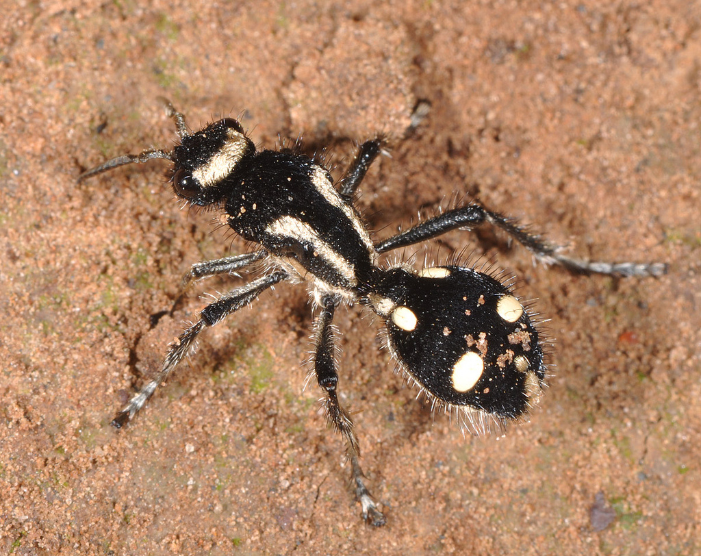 FORMIGA-DE-VELUDO - UMA VESPA PELUDA E COLORIDA