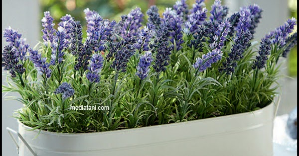 Cara Menanam Bunga Lavender Di Rumah