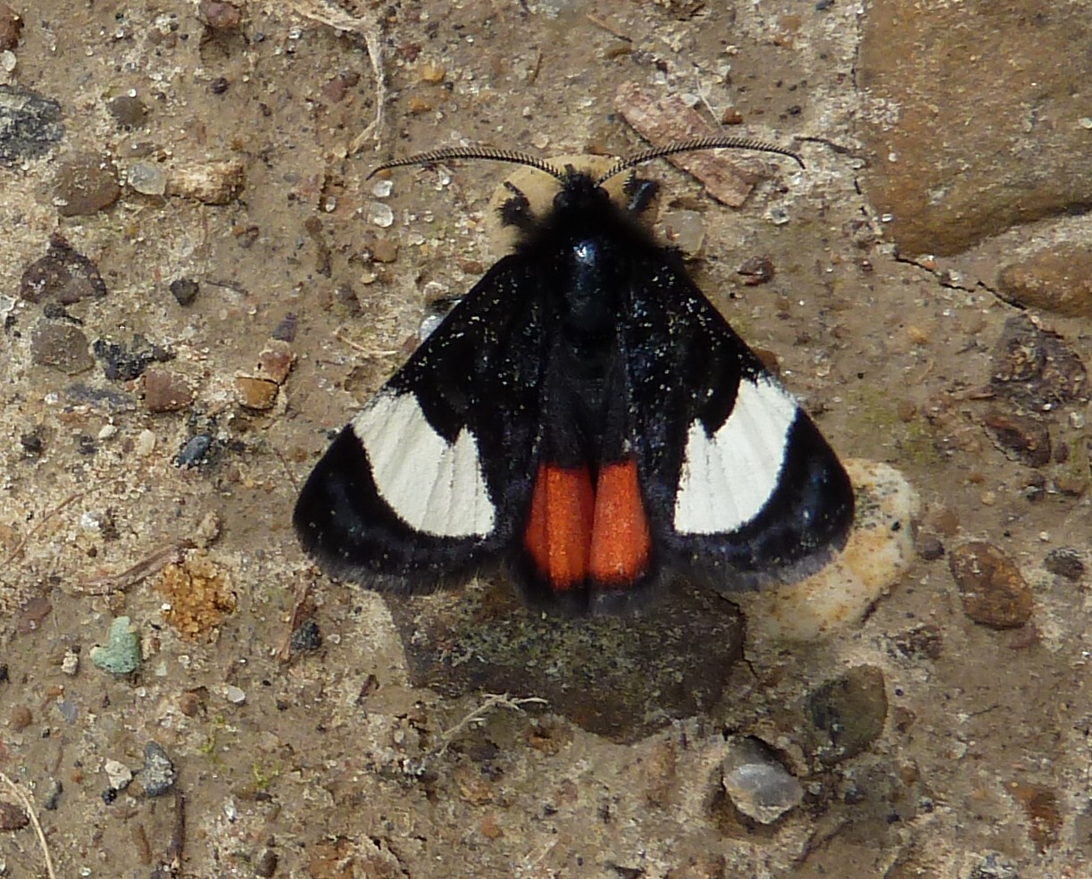 the common milkweed: Spring moths in Ohio & Happy Earth Day!