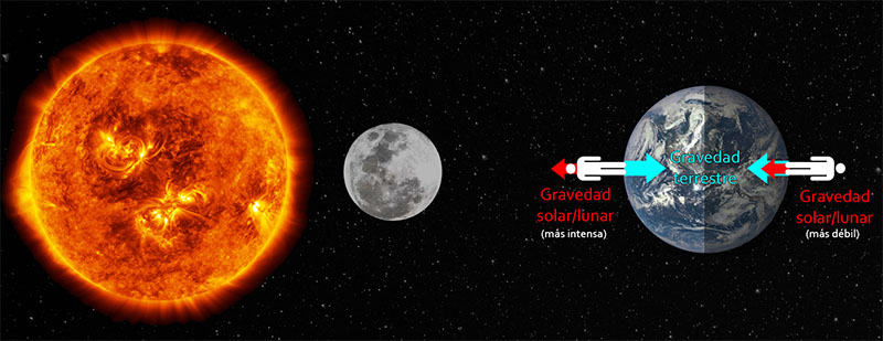 ¿Cuánto cambia nuestro peso durante el día debido a la gravedad de la ...