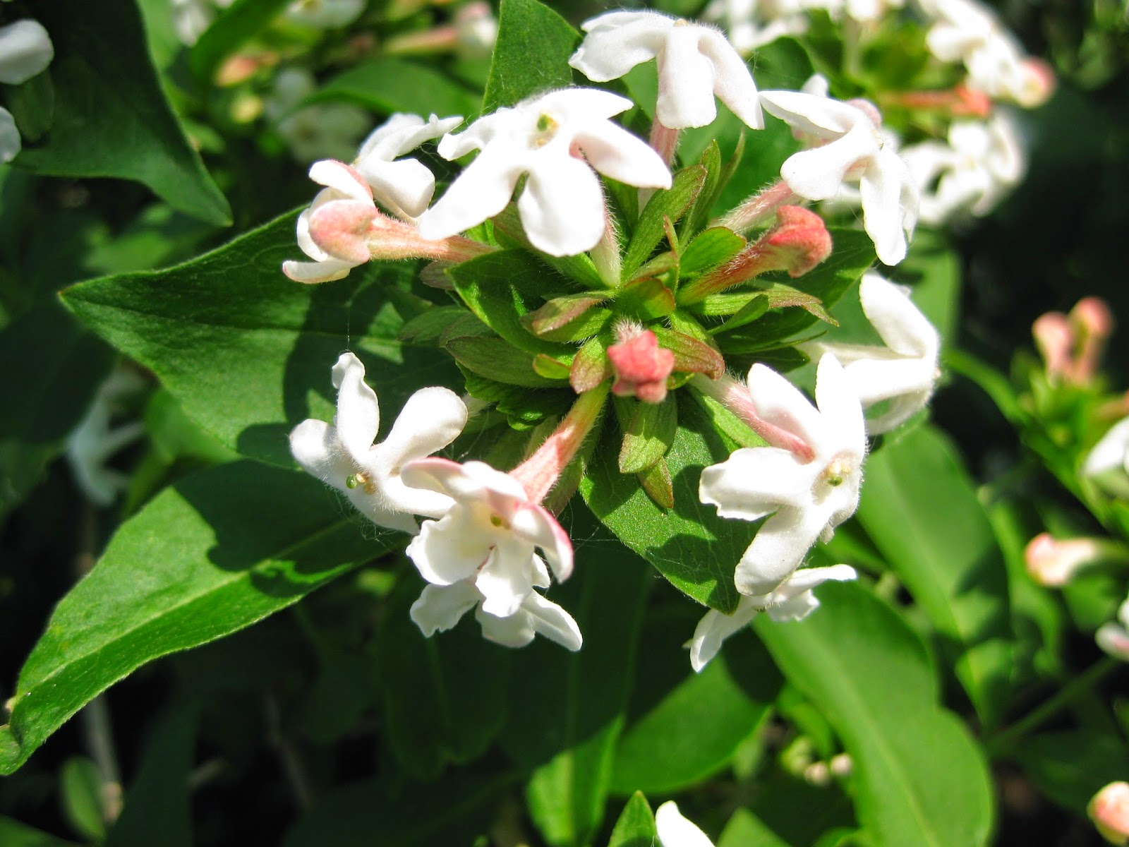 Rotary Botanical Gardens - Hort Blog: Fragrant Abelia for Scent!