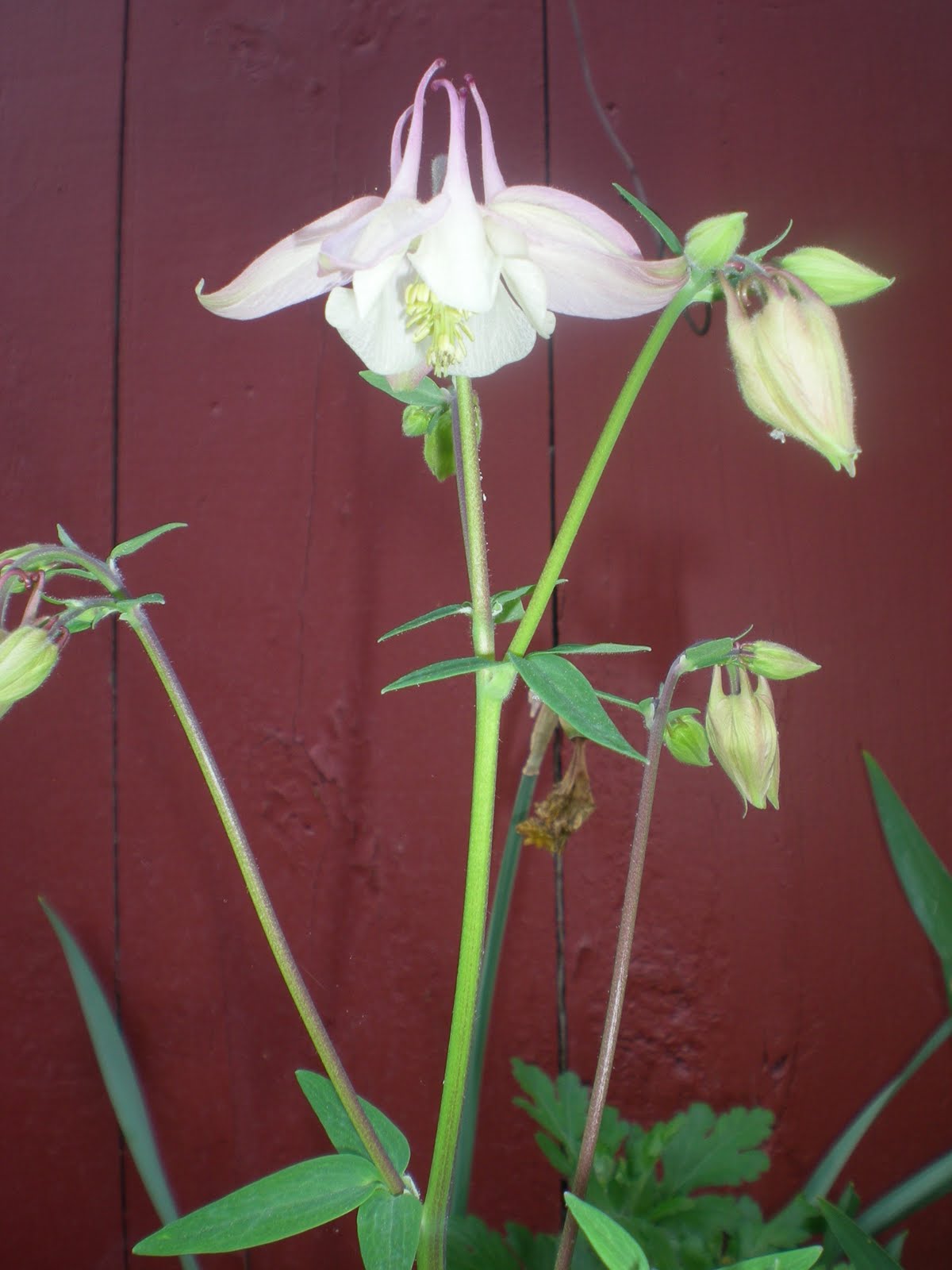 Jarvis House: Spring Update and Pots with Propagated Shrubs from the ...