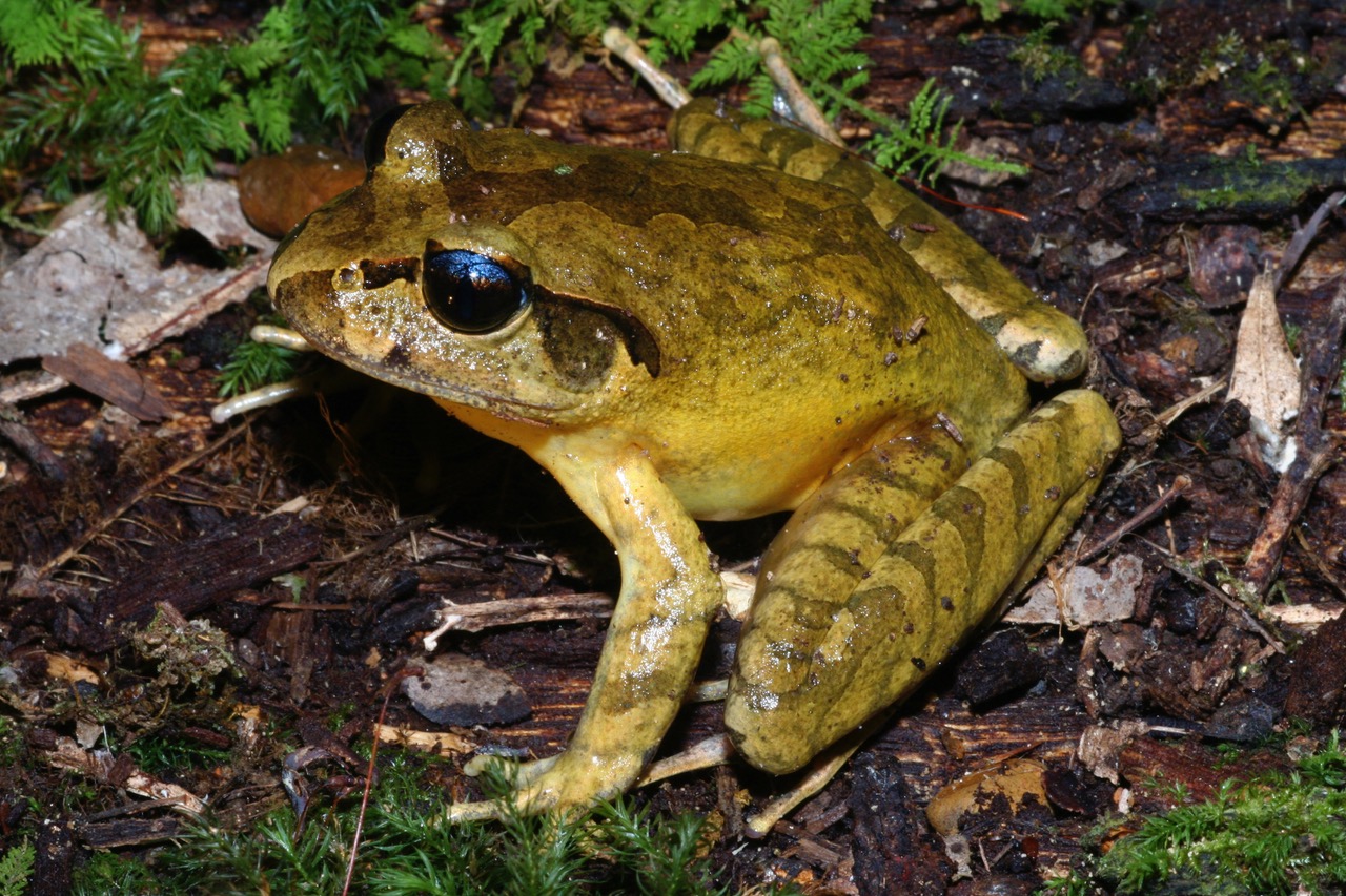 Illawarra frogs | Growing Illawarra Natives