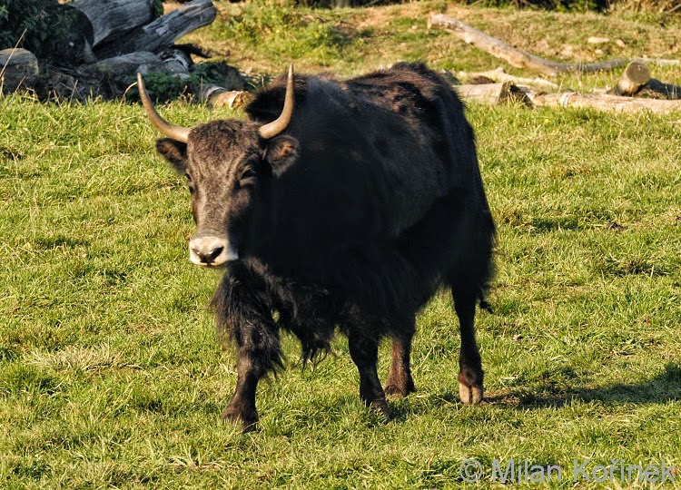YAK photos - wallpapers | the fun bank