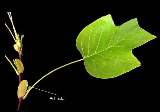 PLANT FAMILIES OF PUERTO RICO AND FLORIDA PAPO VIVES: HOJA