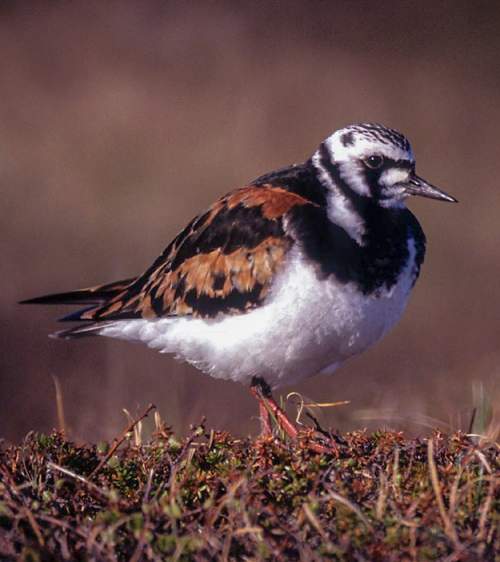 Ruddy turnstone images | Birds of India | Bird World