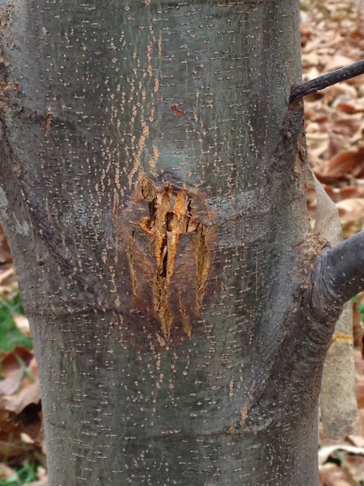 Louisville Chestnut Trees: Blighted Trees!