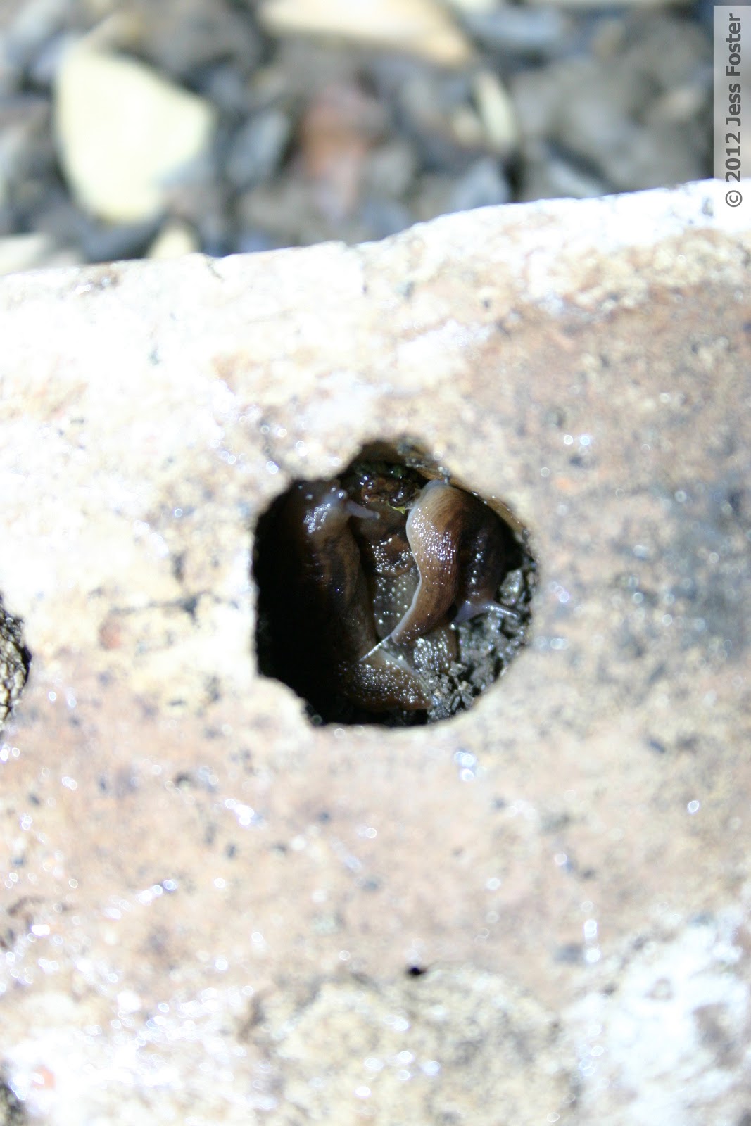 Sluggin' Along: Slug Waste Disposal: Part 2