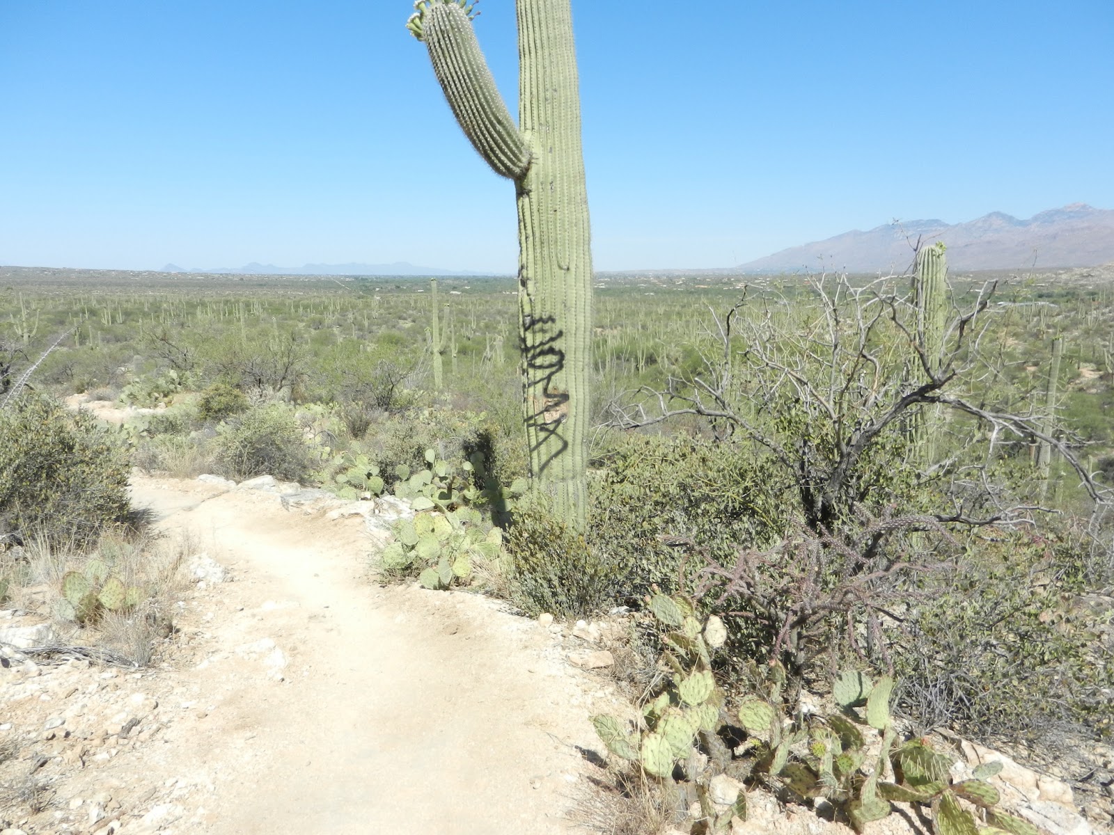Joe Sharkey.com: Vandalism At Saguaro National Park