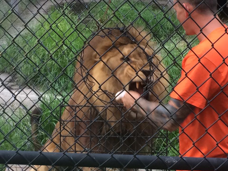 Junior's Brackets: African Animals Bracket