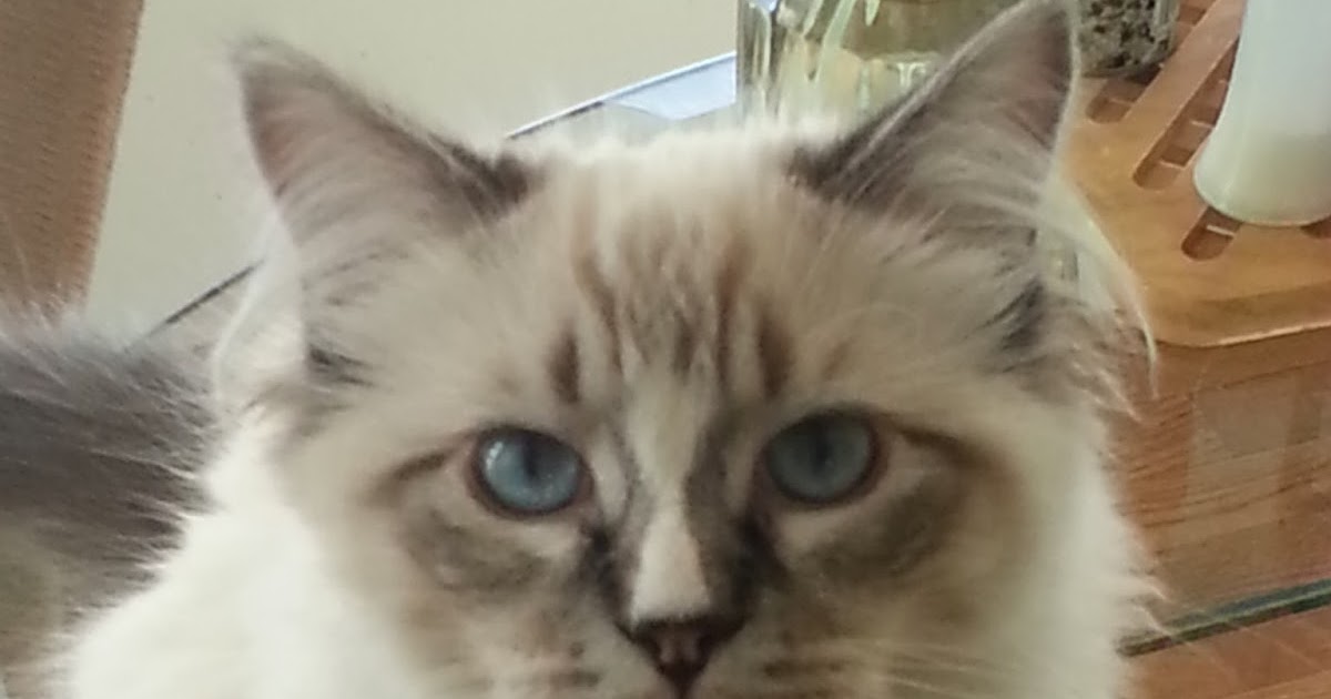 FHO Experience for Cats: FHO Surgery for Cats