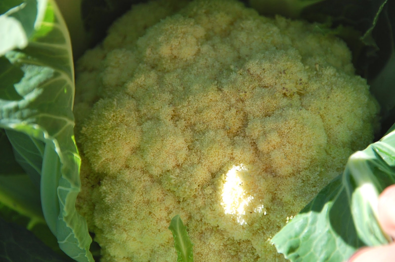 Ecollavor Alacant: El brócoli blanco: en la variedad está el gusto